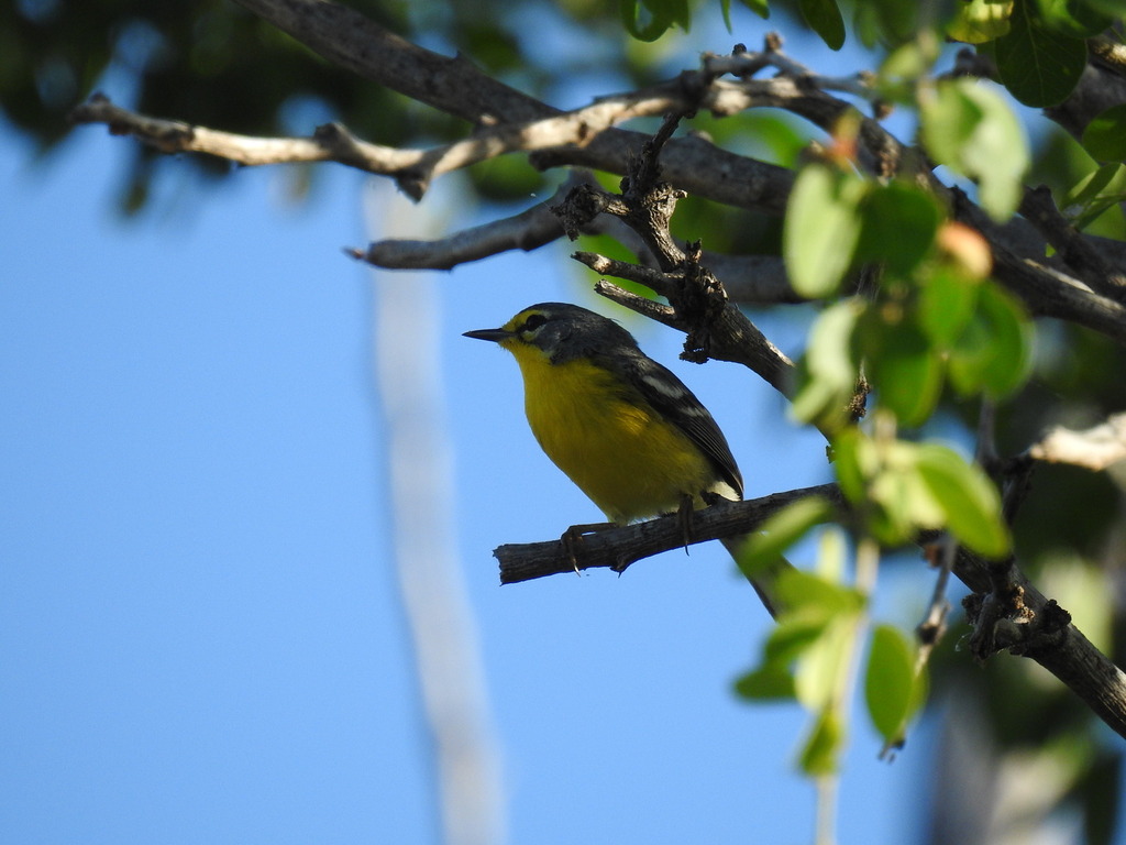 Adelaide's Warbler from Canas, Ponce, Puerto Rico on January 19, 2025 ...