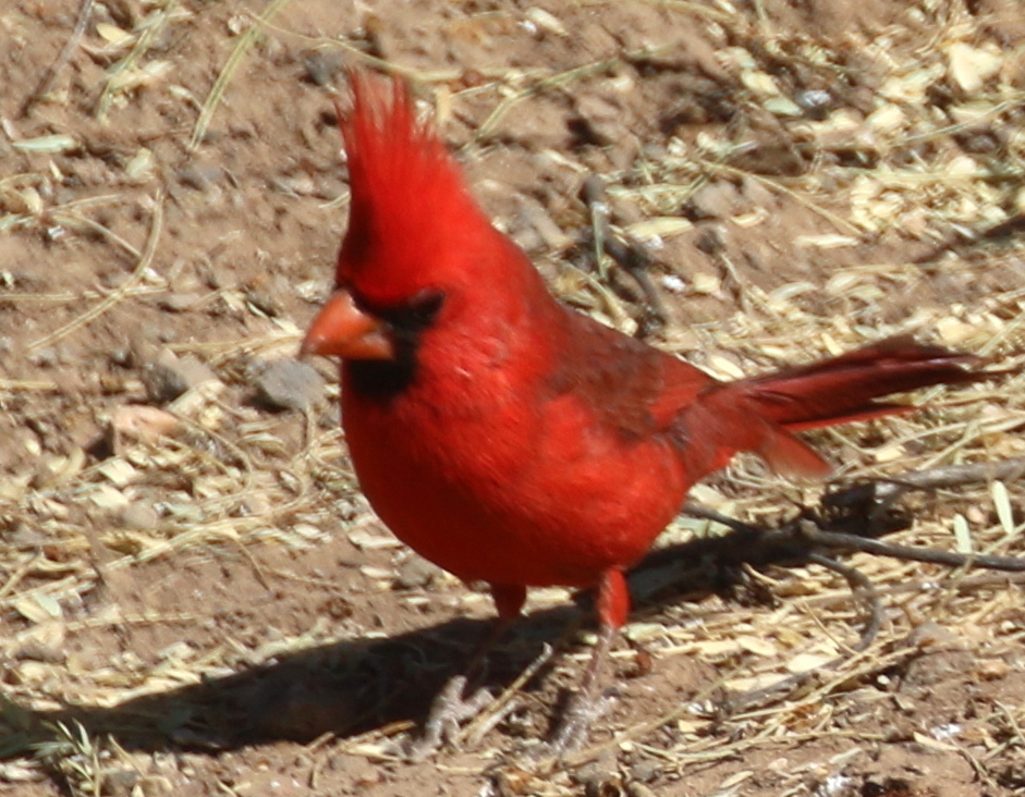 Arizona Cardinal from Cottonwood, AZ, USA on January 26, 2025 at 03:47 ...