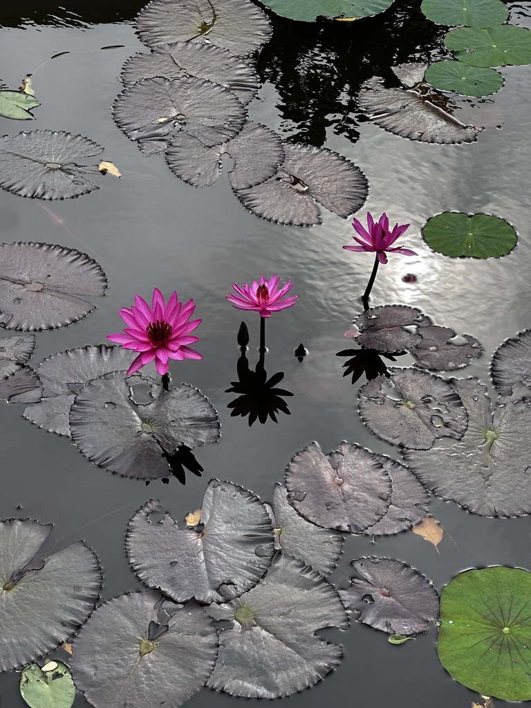 Red water lily from Con Son Island, Con Dao, Ba Ria-Vung Tau, VN on ...