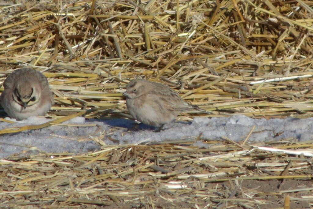 Horned Lark from Madison County, ID, USA on January 25, 2025 at 09:47 ...