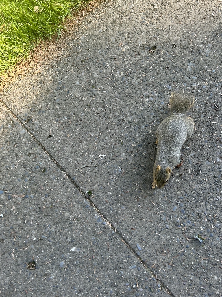 Eastern Fox Squirrel from University of Oregon, Eugene, OR, US on ...