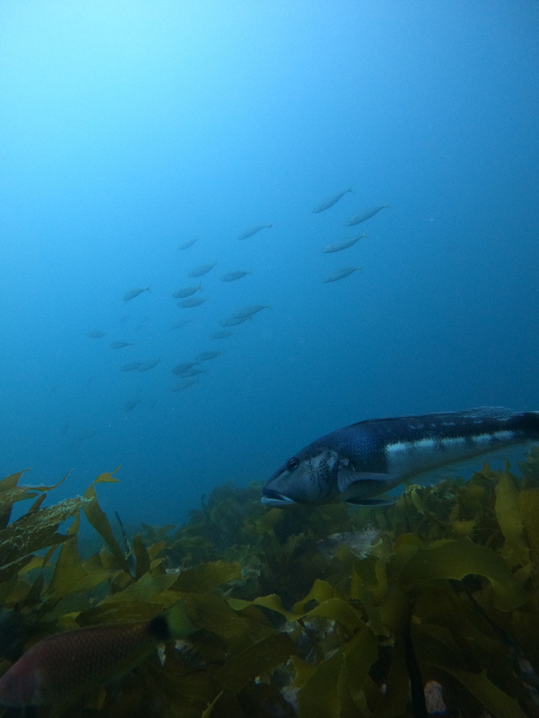 New Zealand Blue Cod from Taranaki, New Zealand on January 22, 2025 at ...