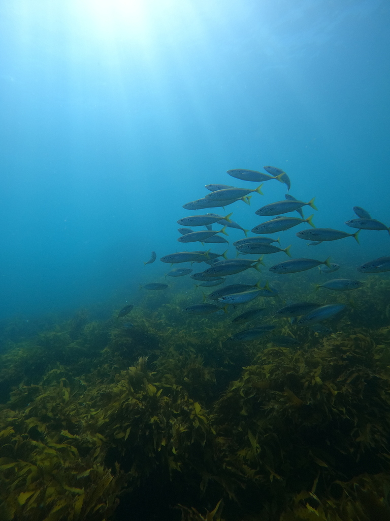 Koheru from Taranaki, New Zealand on January 22, 2025 at 11:11 AM by ...