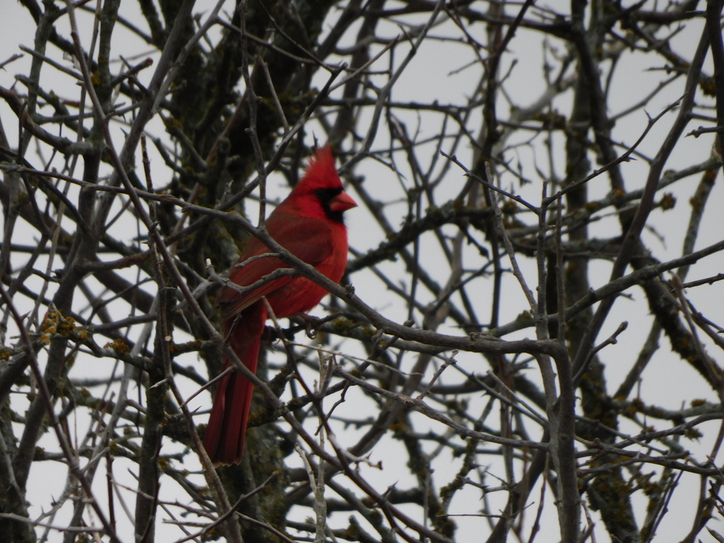 Northern Cardinal from Tarrant County, TX, USA by Chris Acree · iNaturalist