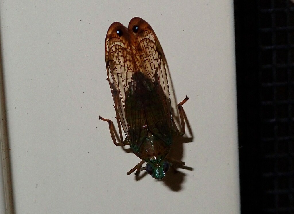 palm planthopper from Coffs Harbour NSW, Australia on January 27, 2025 ...