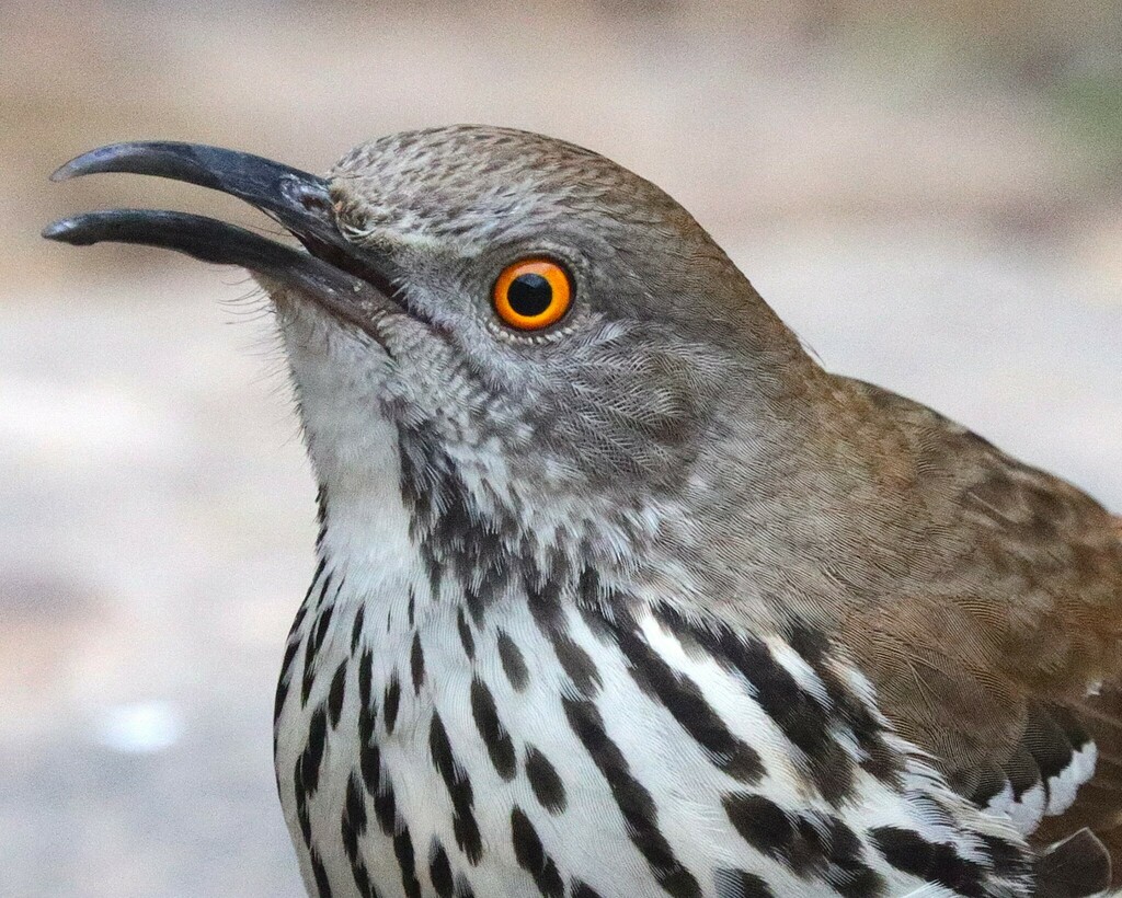 Long-billed Thrasher from Cameron County, TX, USA on January 26, 2025 ...