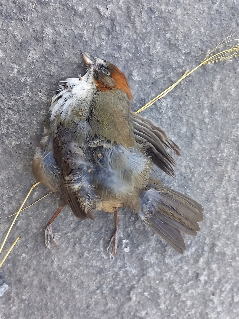 Rusty-crowned Ground-Sparrow from 37433 León de los Aldama, Gto ...