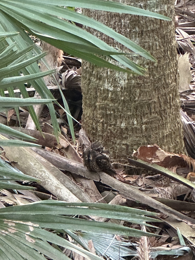 Chuck-will's-widow from Boynton Beach, FL, US on January 25, 2025 at 04 ...