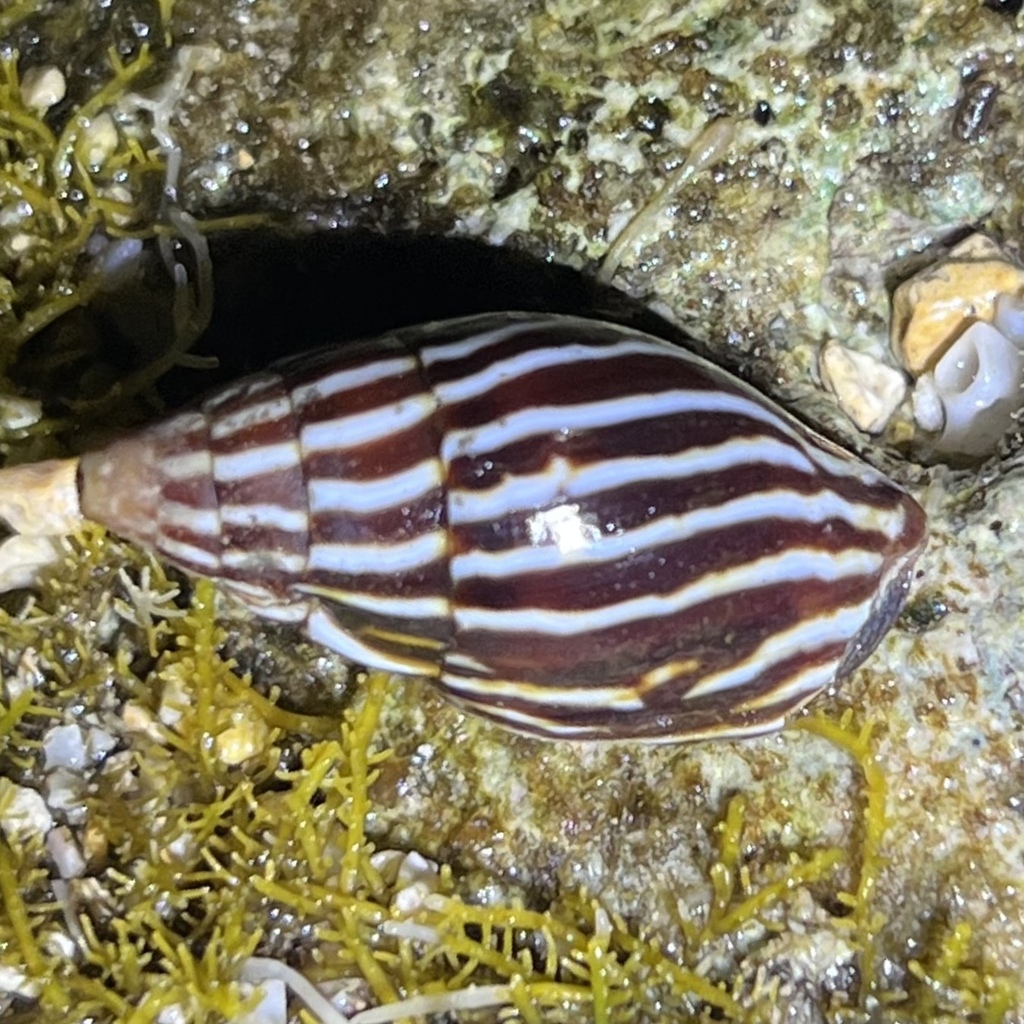 Strigatella paupercula from Sunset-dori Street, Okinawa, JP on January 24, 2025 at 07:40 PM by ...