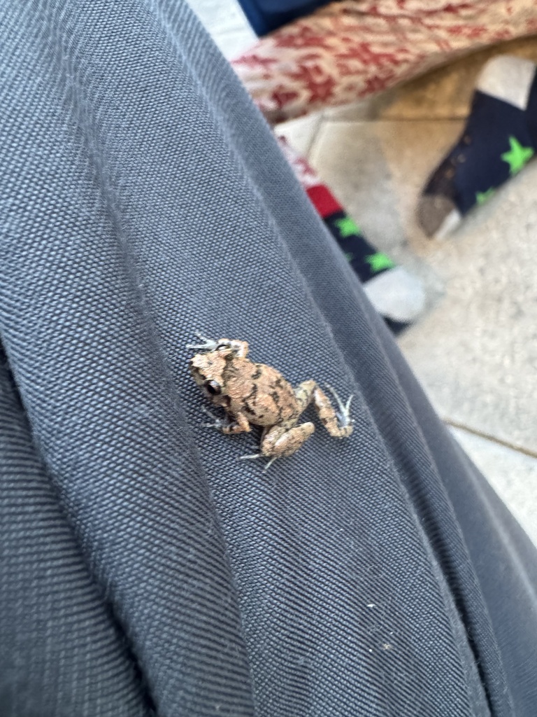 Greenhouse Frog from Manor Way S, Saint Petersburg, FL, US on January ...