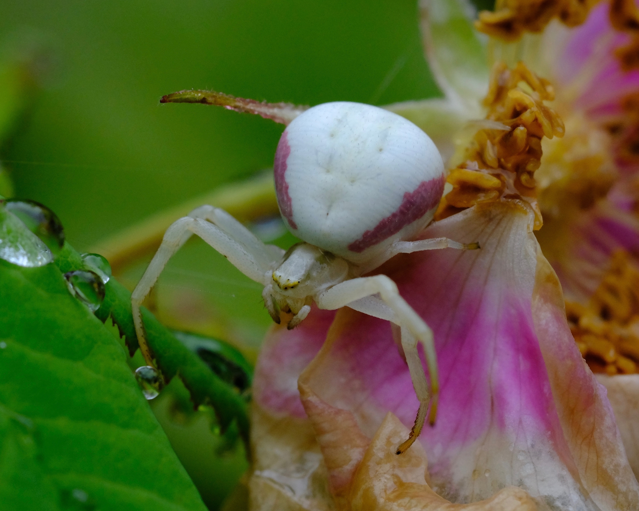 Goldenrod Crab Spider Goldenrod Crab Spider