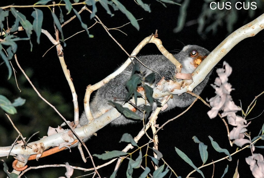 Common Spotted Cuscus from Iron Range QLD, Australia on October 17 ...