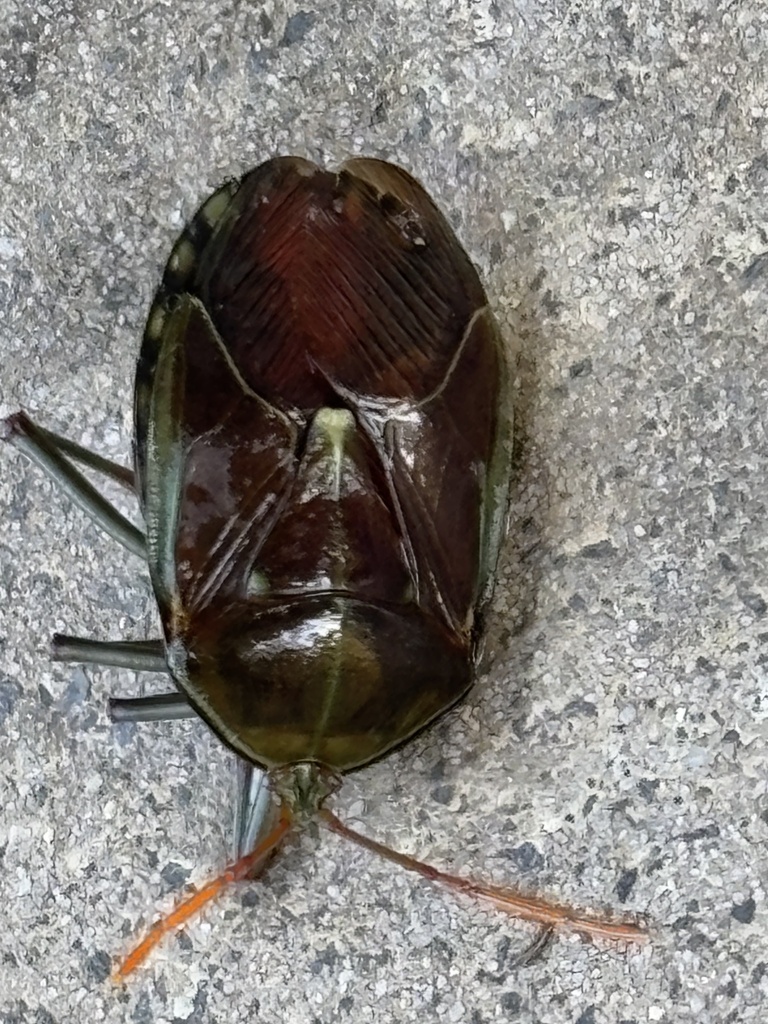 Bronze Orange Bug from Burraneer Rd, Coomba Park, NSW, AU on January 27 ...