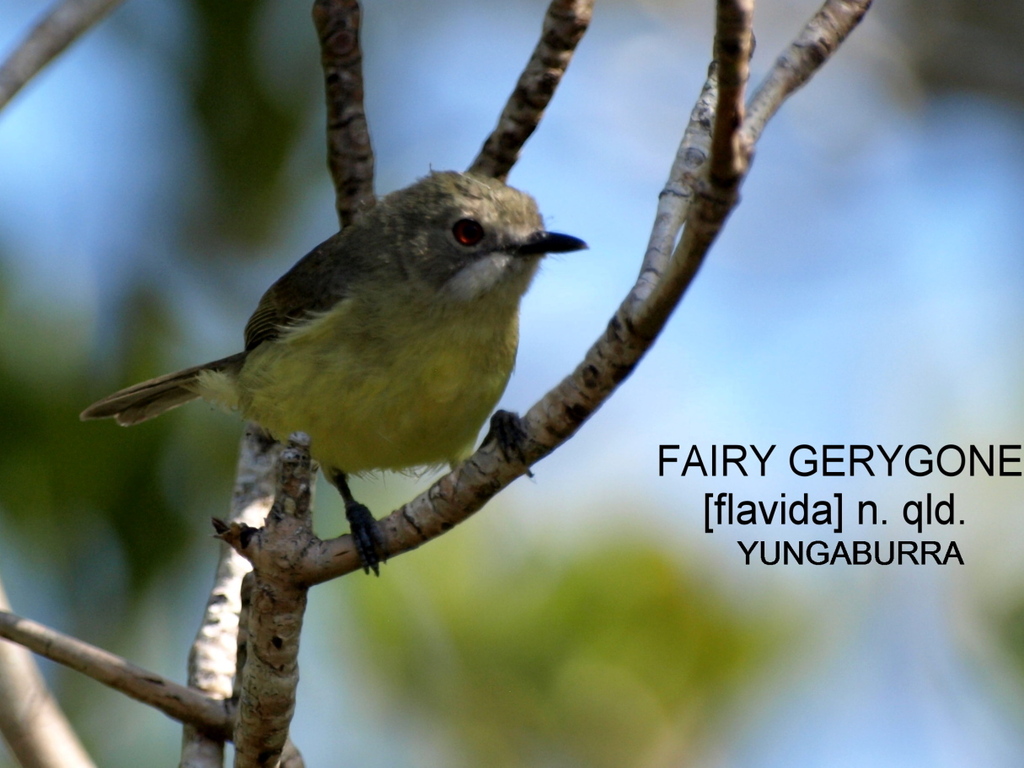 Fairy Gerygone from Yungaburra QLD 4884, Australia on June 25, 2011 at ...
