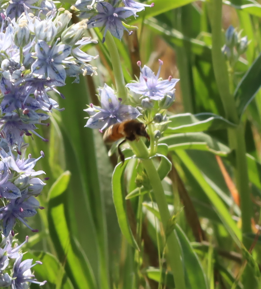 Western Honey Bee from Klickitat County, WA, USA on May 09, 2021 at 04: ...