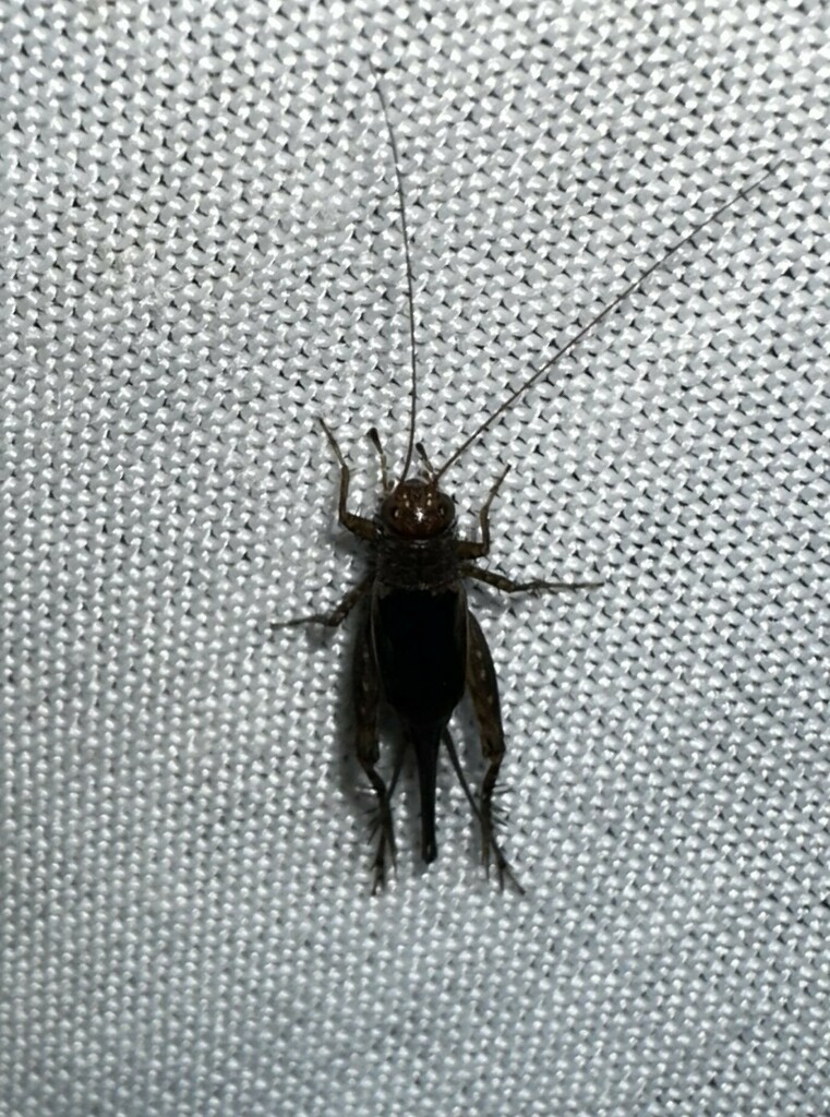 Small Ground Crickets from Solon Dixon Forestry Education Center ...