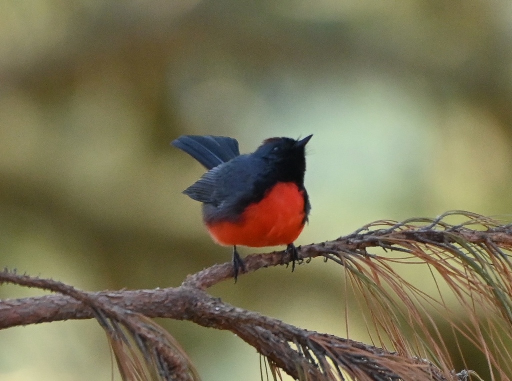 Slate-throated Redstart from San José del Pacifico, Oaxaca, México on ...