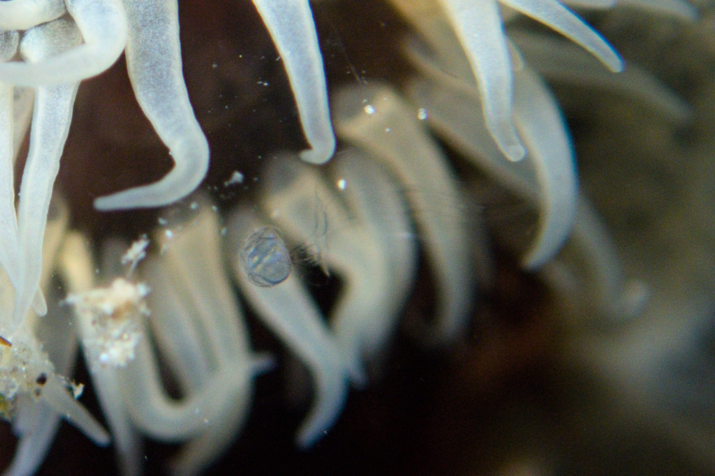 Hydrozoans from Port Noarlunga reef and jetty on January 27, 2025 at 01 ...