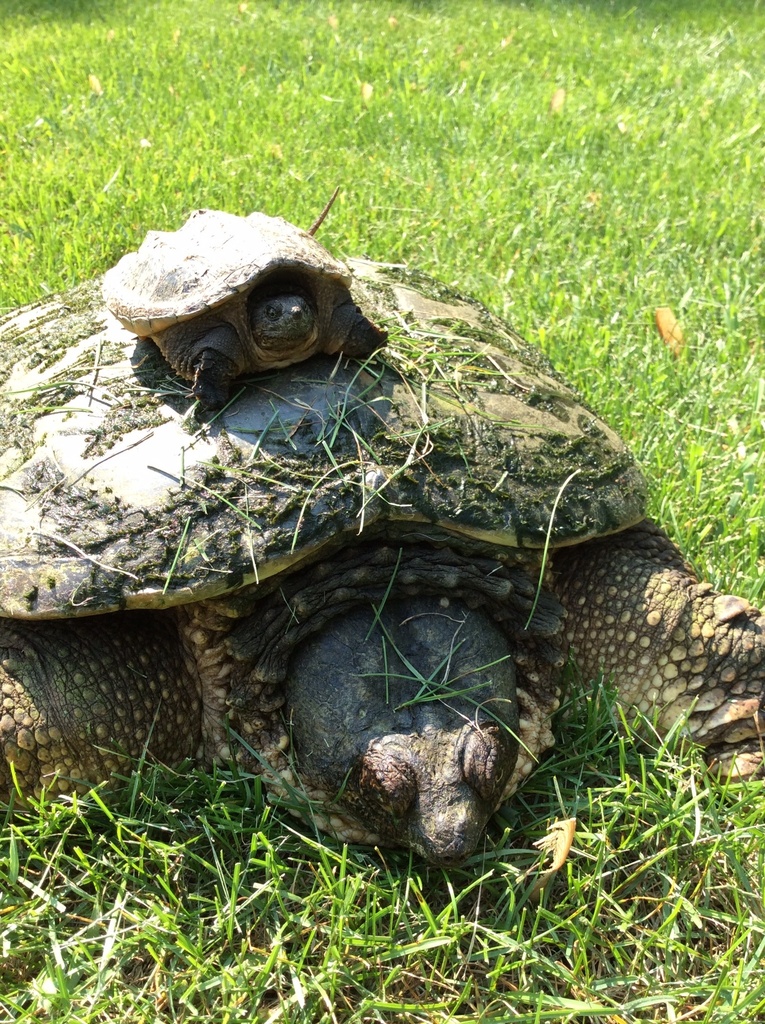 Common Snapping Turtle from County Road C W, Roseville, MN, US on May ...