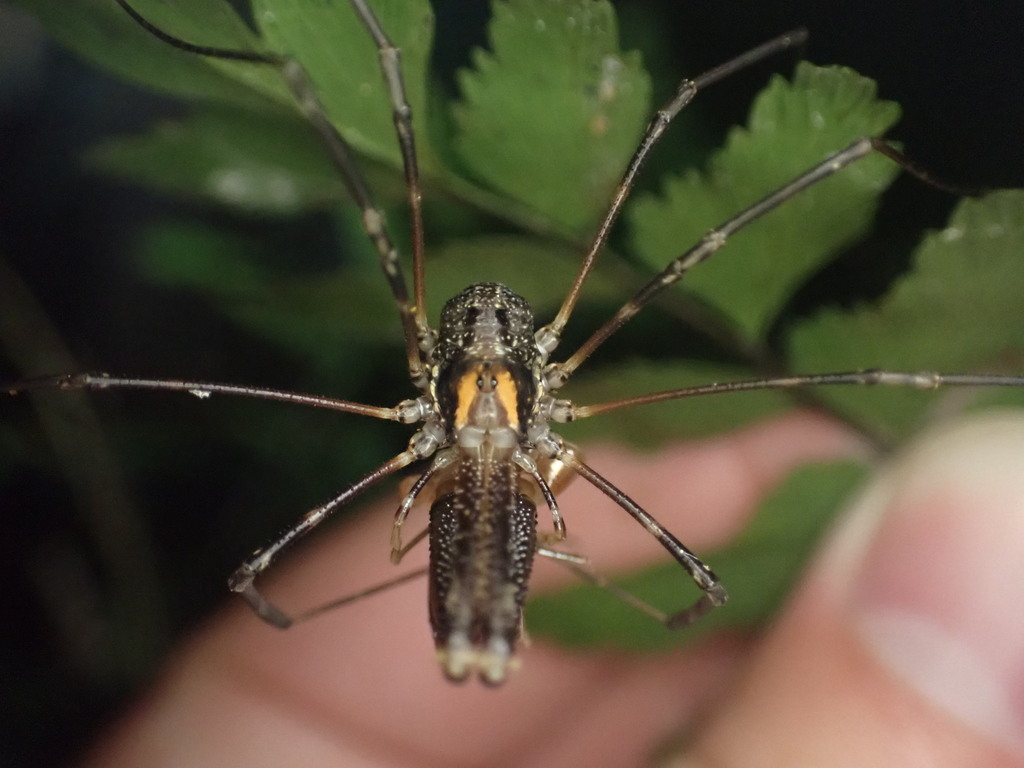 Forsteropsalis chiltoni from Garden Mound Track, Rakiura National Park ...