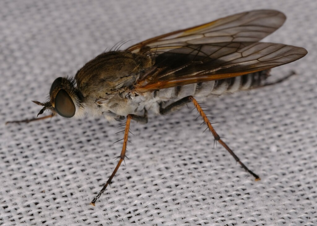 Anabarhynchus from Matt Campbells House on January 27, 2025 at 12:09 AM ...