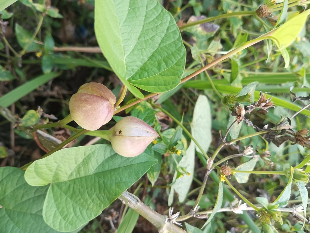 Turpeth from Taytay on January 27, 2025 at 05:25 PM by Wilhelm Joshua ...