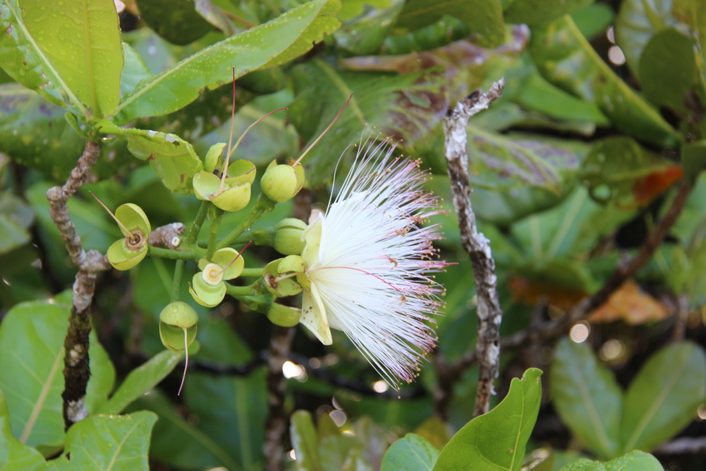 Fish Poison Tree from Masoala National Park, Madagascar on January 9 ...