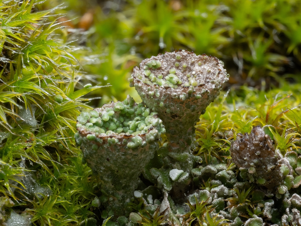 Pebbled Pixie Cup (Lichens of Montana) · iNaturalist