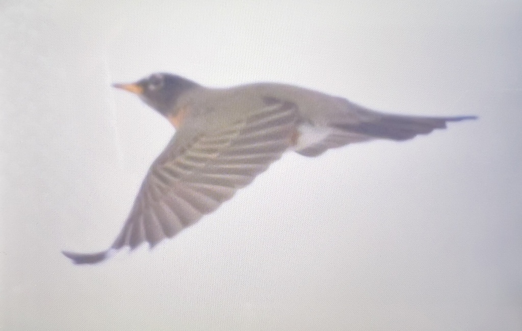 American Robin from Ramsay Concession Rd 12, Mississippi Mills, ON, CA ...