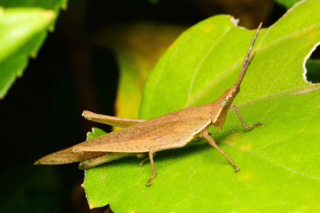 Pink-winged Grasshopper from Mashiki, Ginowan, Okinawa 901-2224, Japan ...