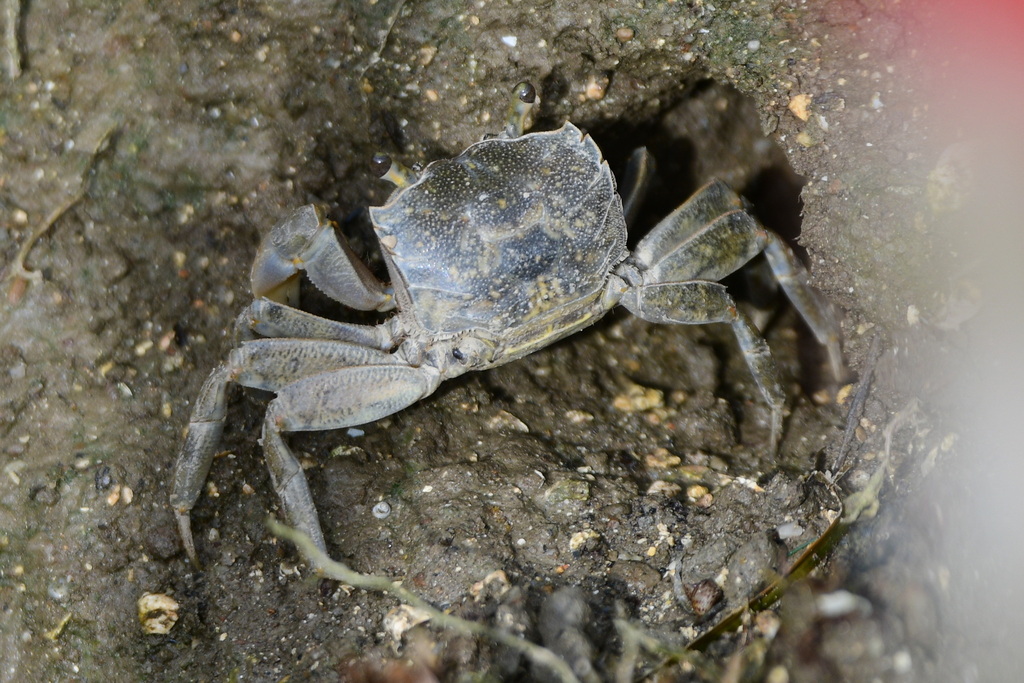 Land, shore, and marsh crabs from Tomigusuku, Okinawa 901-0241, Japan ...