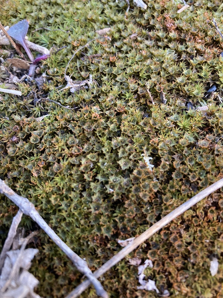 Haircap Moss Family from Money Rocks County Park, Narvon, PA, US on ...