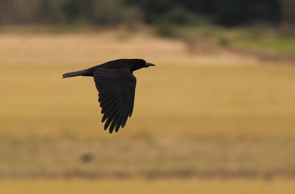 Rook from 日本、〒899-0435 鹿児島県出水市荘 on November 17, 2017 at 10:45 AM by ...