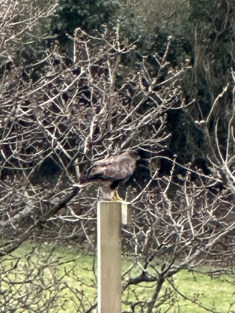Common Buzzard from St. Dennis, St Austell, England, GB on January 27 ...