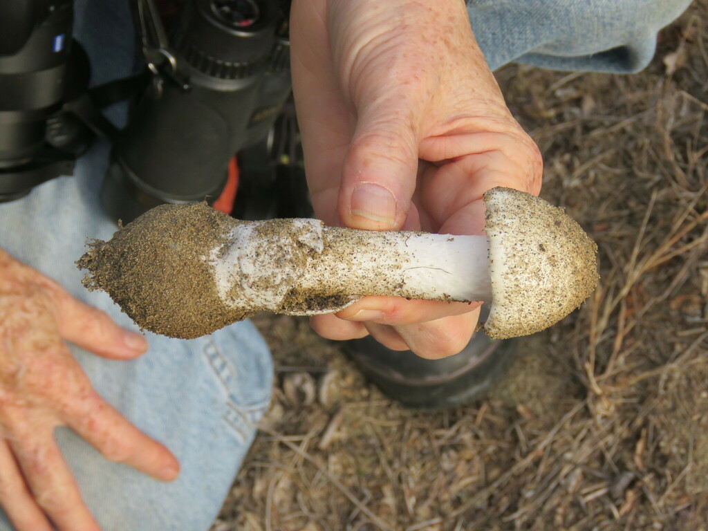 Amanita Sect. Phalloideae from Rossetti Natural Area, 150 Holy Cross Rd ...