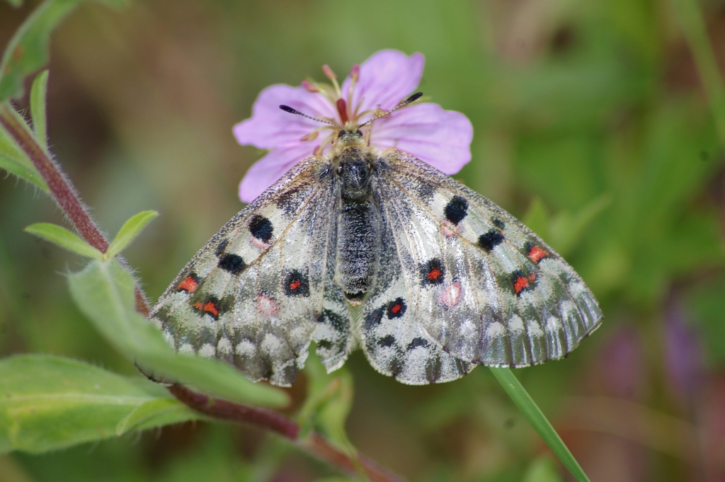 Rocky Mountain Parnassian (Dinosaur National Monument Butterfly Guide 🦋 ...