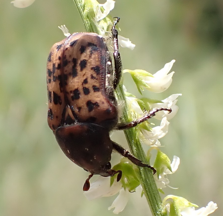 Tiger Fruit Chafer from Golden Gate Highlands National Park, South ...