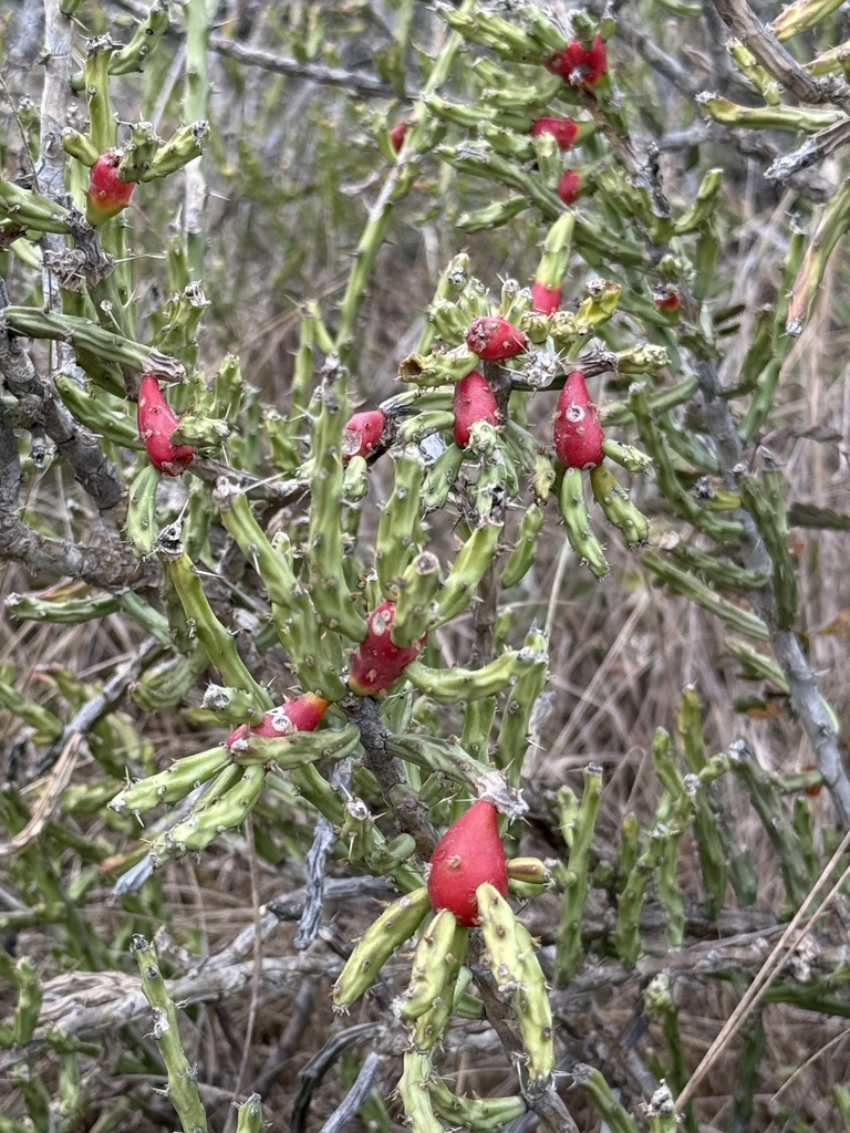 Christmas cholla from Rio Grande City, TX, US on January 4, 2025 at 10: ...