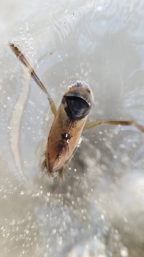 Eurasian Greater Water Boatman from Chełmek, Polska on January 27, 2025 ...