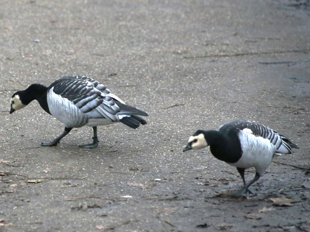 Barnacle Goose from London, UK on December 17, 2024 at 01:33 PM by ...