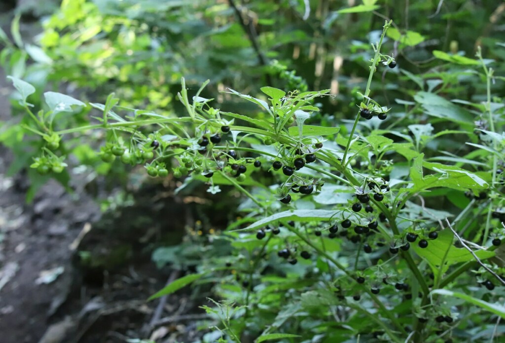 creeping false-holly from Chapala, Jalisco, Mexico on October 31, 2024 ...