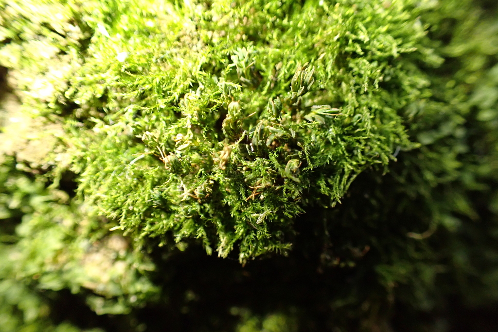 creeping feather-moss from York, UK on January 26, 2025 at 02:24 PM by ...