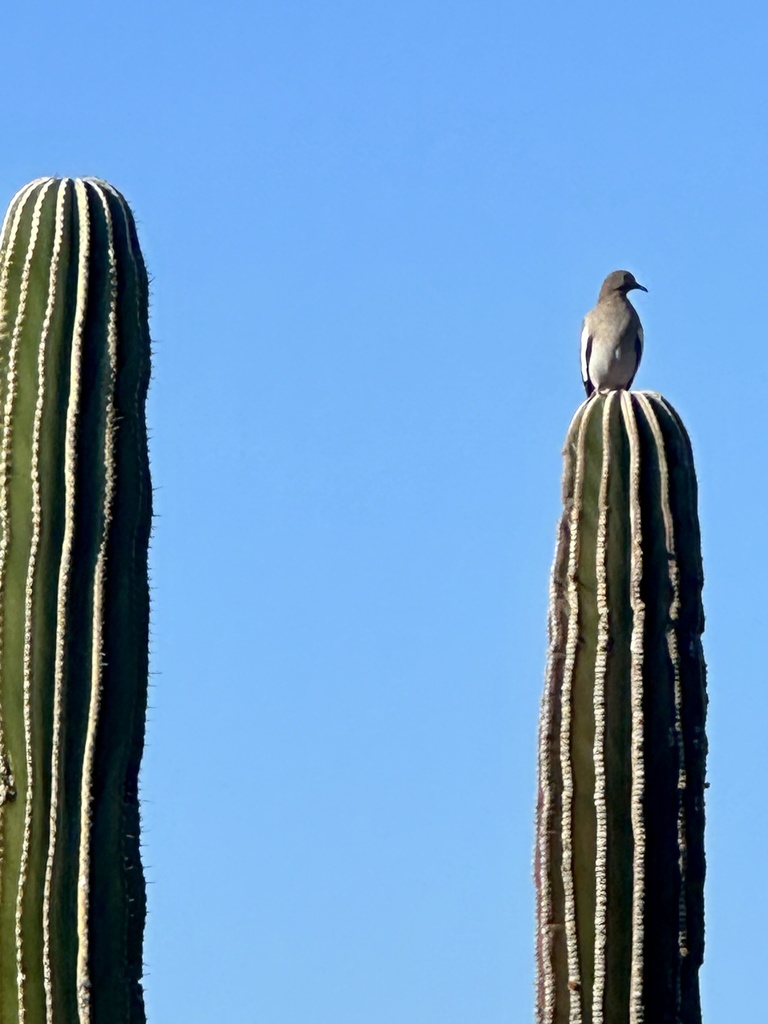 Mexican Giant Cactus from La Paz, B.C.S., MX on November 13, 2024 at 08 ...