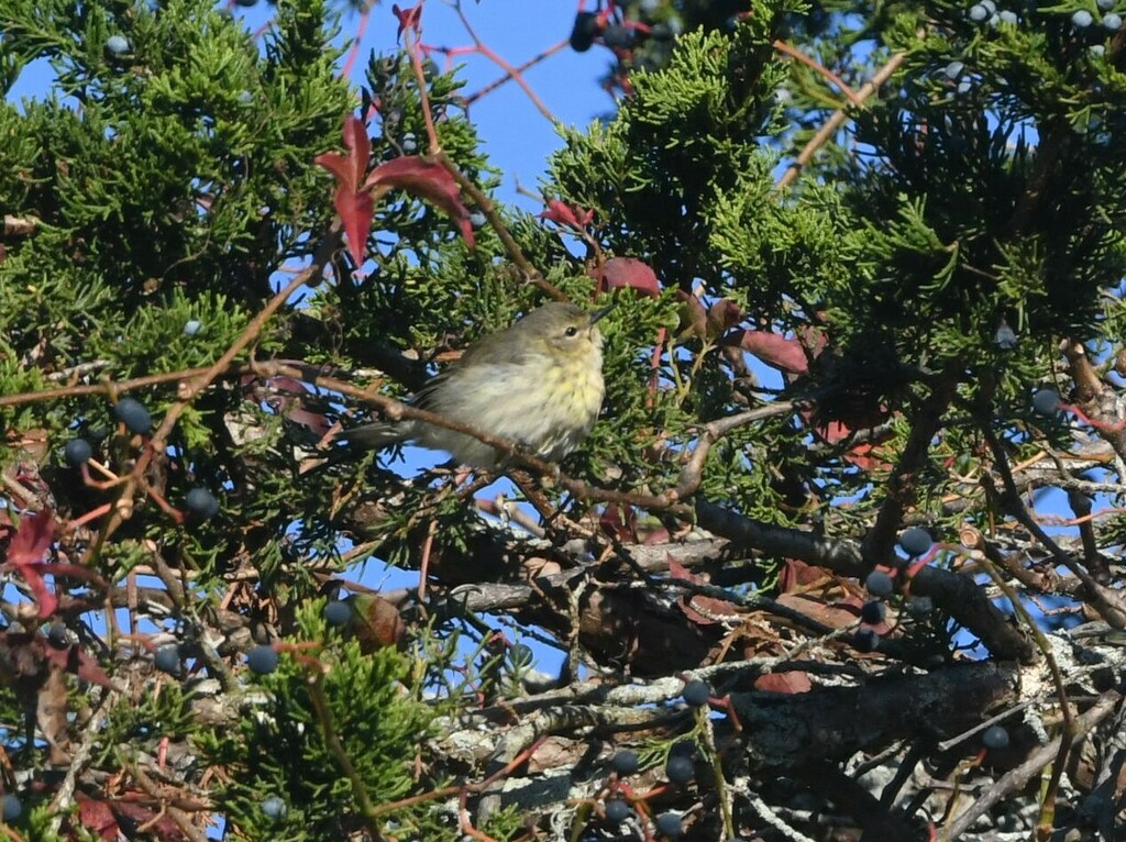 Cape May Warbler from Lennox and Addington County, ON, Canada on ...