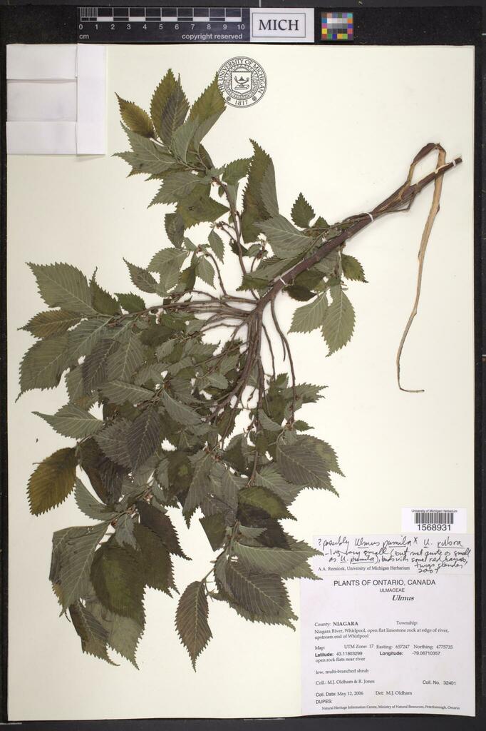 Ware's elm from Canada, Ontario, NIAGARA County, Niagara River ...