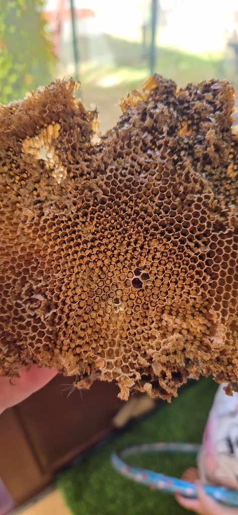 Red Dwarf Honey Bee from เขตทวีวัฒนา กรุงเทพมหานคร 10170 ประเทศไทย on ...