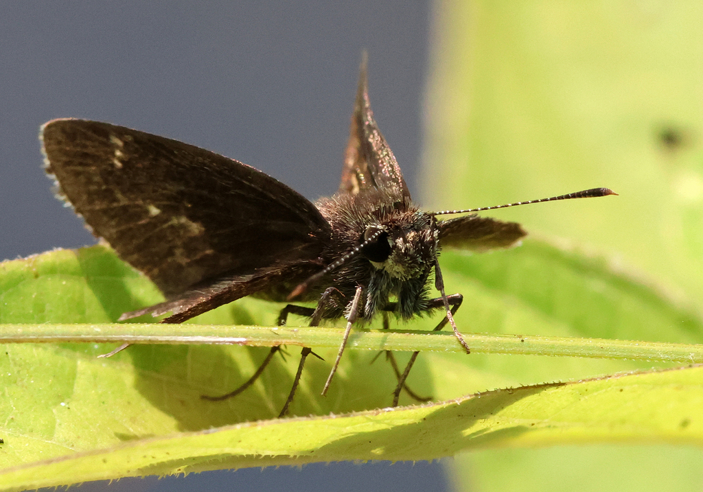 Bell's Roadside-Skipper in September 2024 by Ron Goetz. Really worn ...