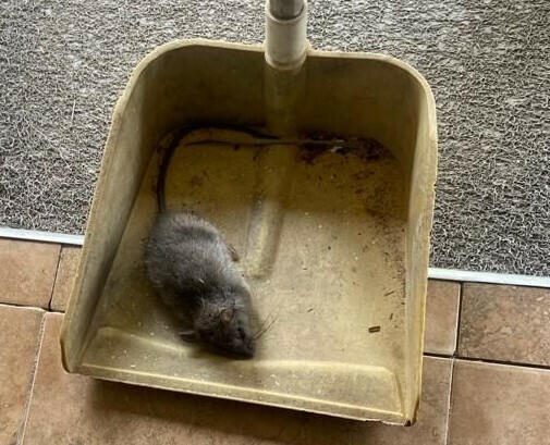Rodents from Gambita, Santander, Colombia on September 02, 2023 at 04: ...