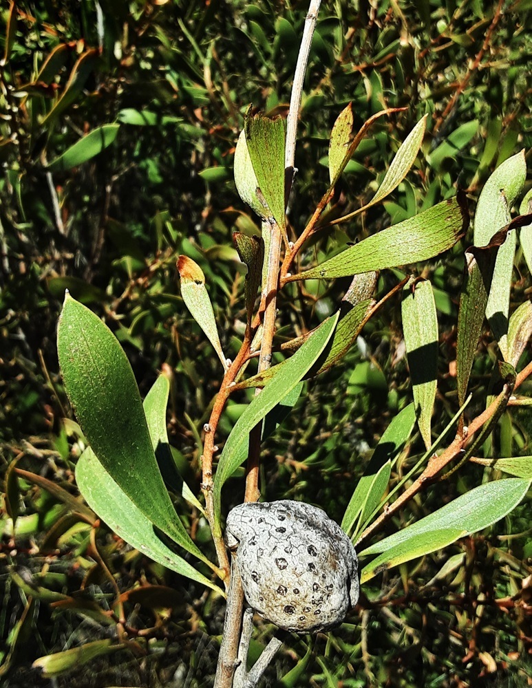 Finger Hakea from Mount Wilson, Blue Mountains, NSW, Australia on ...