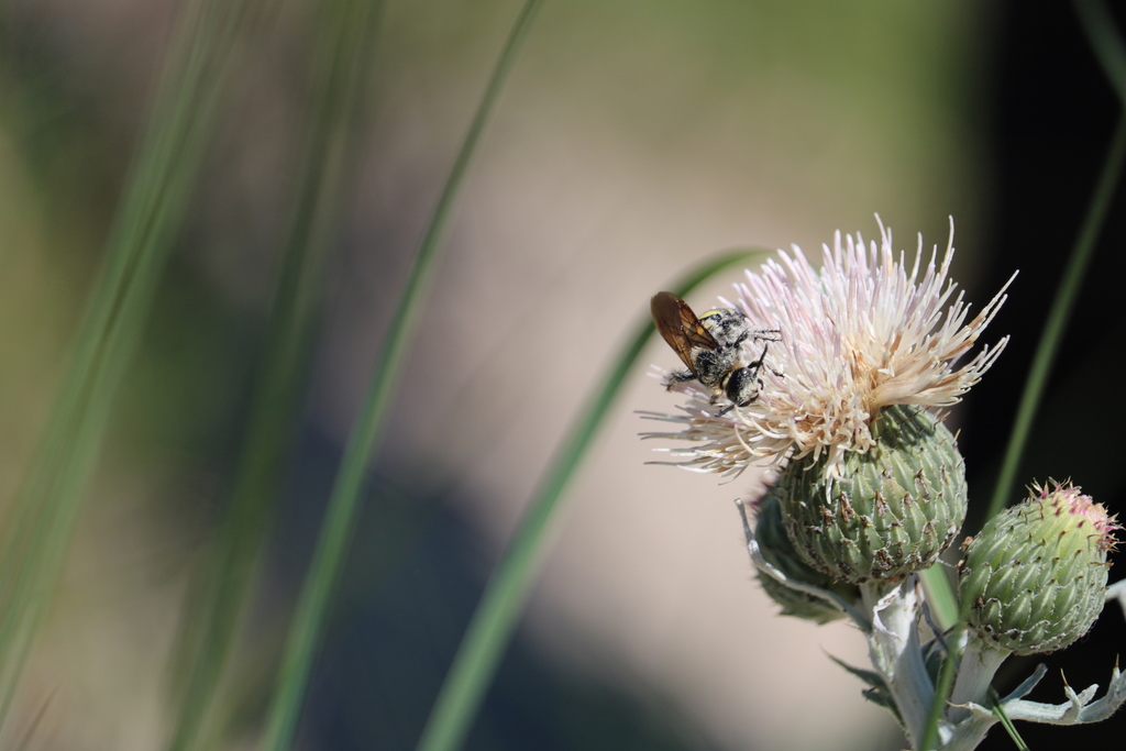 Pitcher's thistle in June 2019 by Sara McEwan · iNaturalist